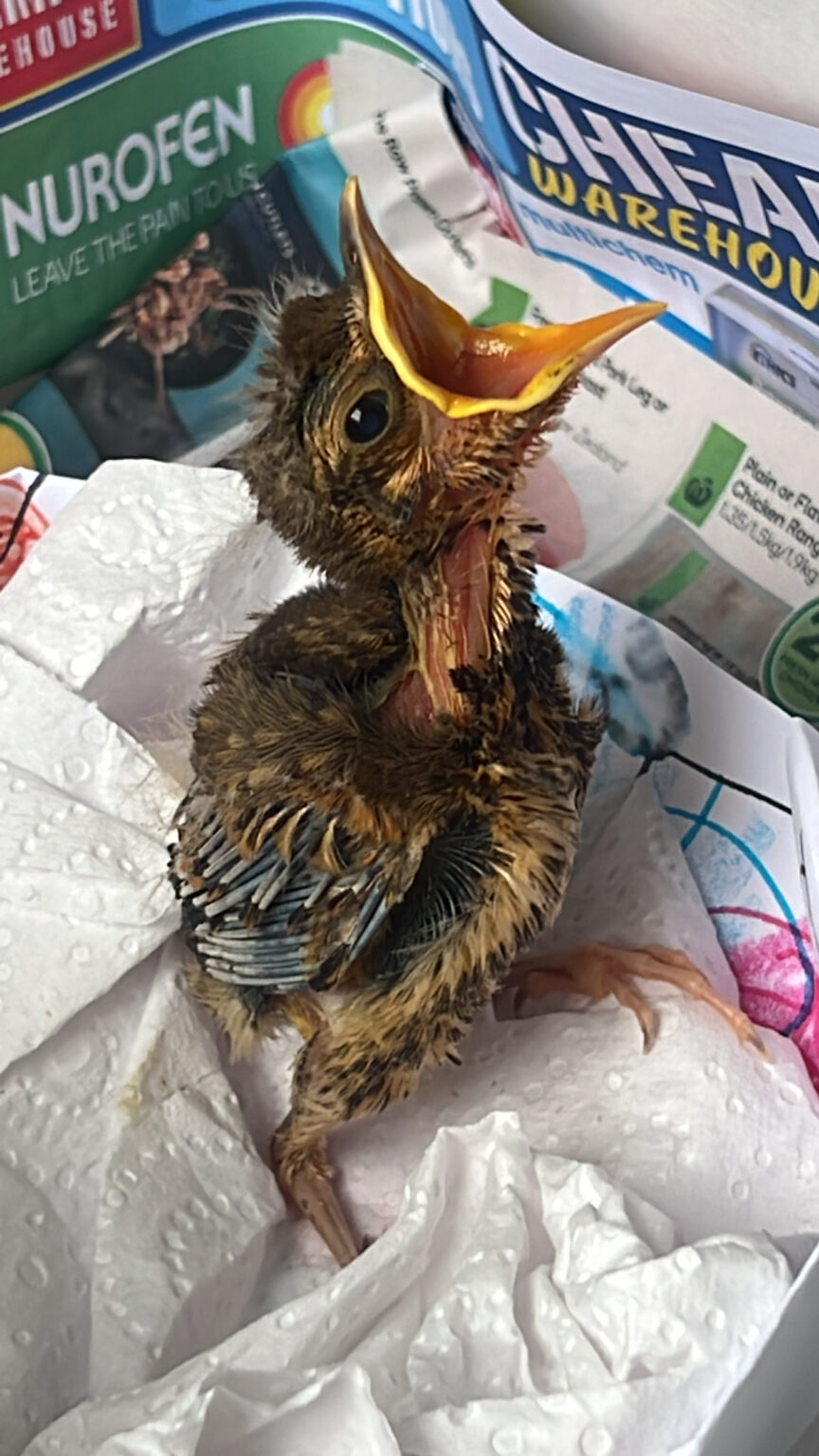 My Bird Story – Kiwi Conservation Club