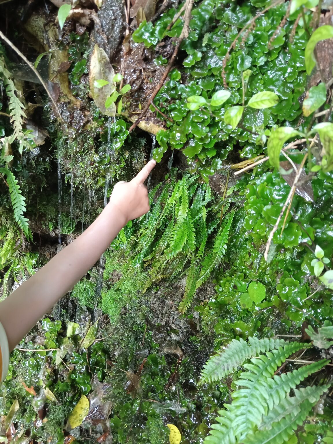 Juliette’s overnight tramp adventure – Kiwi Conservation Club