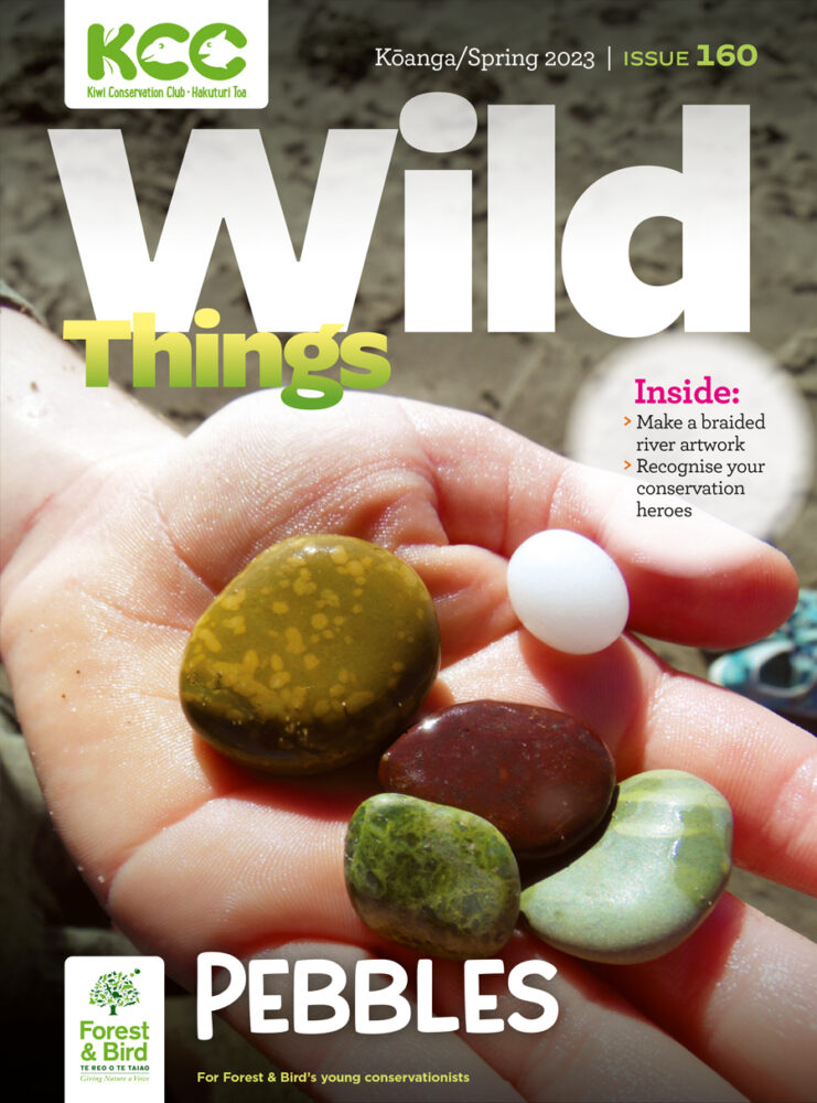 Pebbles – Kiwi Conservation Club