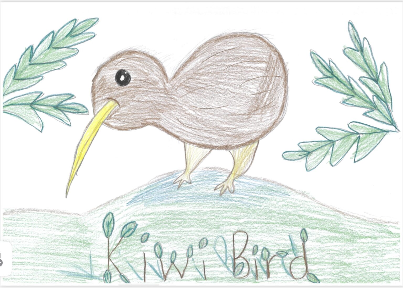 Bird Art Challenge – Kiwi Conservation Club