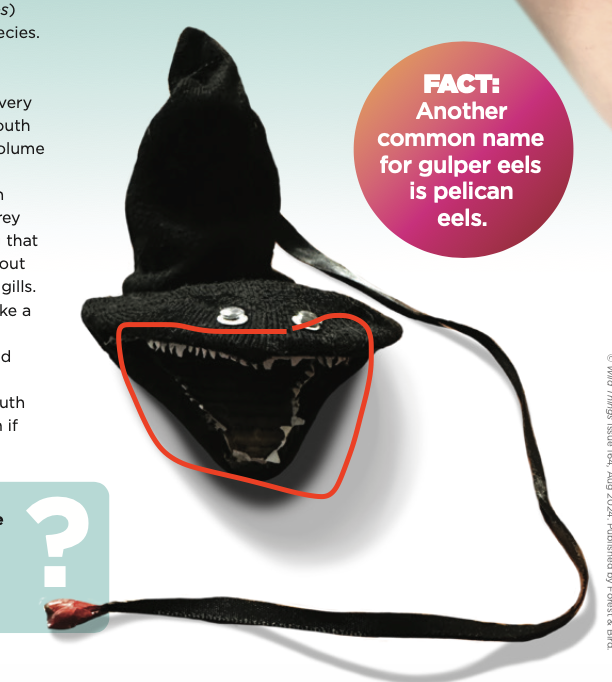 Gulper eel sock puppet – Kiwi Conservation Club