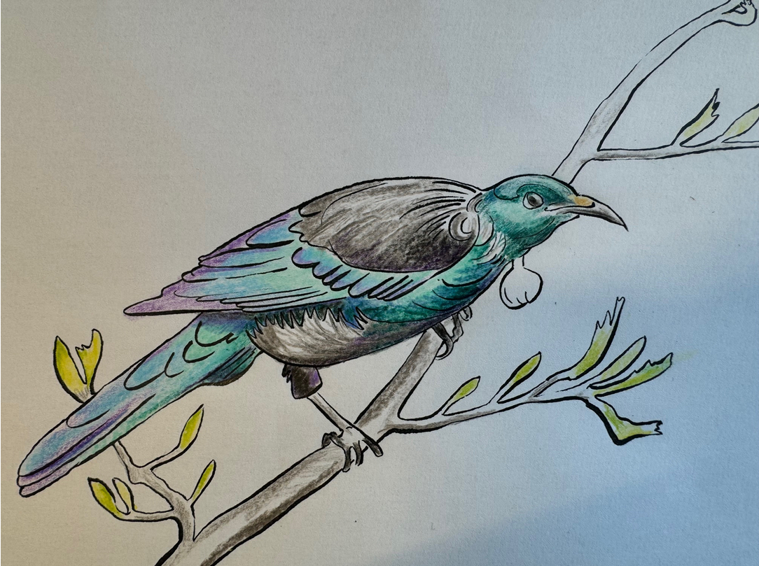 Iridescent colour – Kiwi Conservation Club
