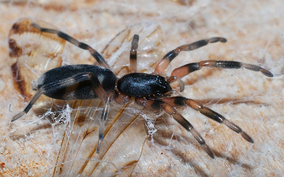 Spiders of New Zealand – Kiwi Conservation Club