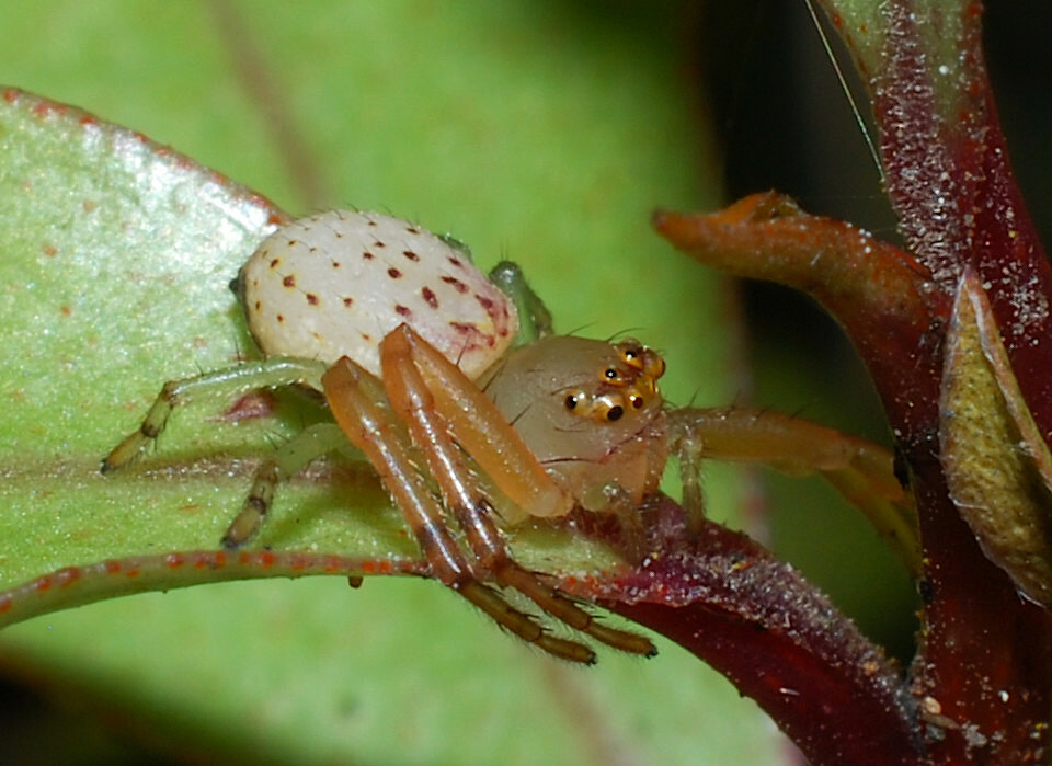 Spiders of New Zealand – Kiwi Conservation Club