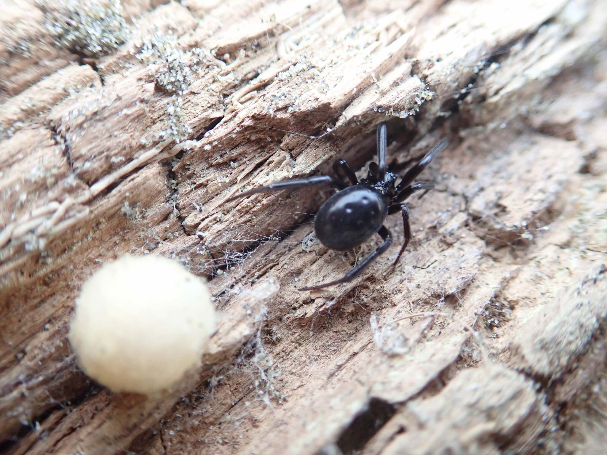 Spiders of New Zealand – Kiwi Conservation Club