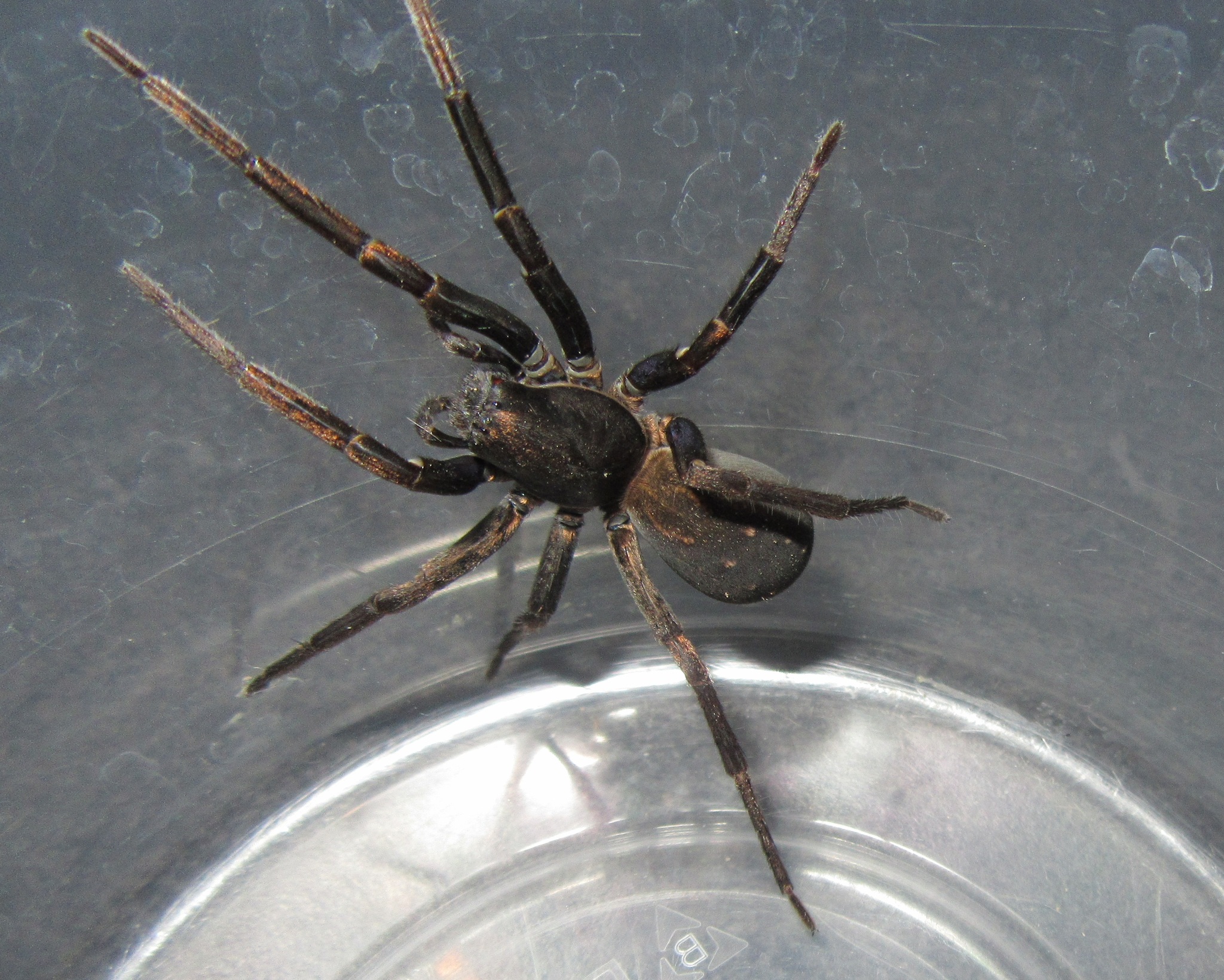 Spiders of New Zealand – Kiwi Conservation Club