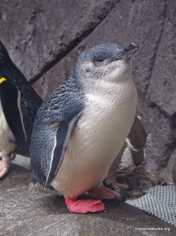 Match-a-penguin – Kiwi Conservation Club